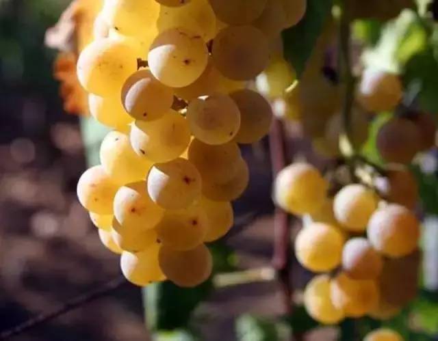 Muscat、Moscato、Muscadelle、Muscadet……你分得清吗？|麝香| 葡萄酒_凤凰酒业